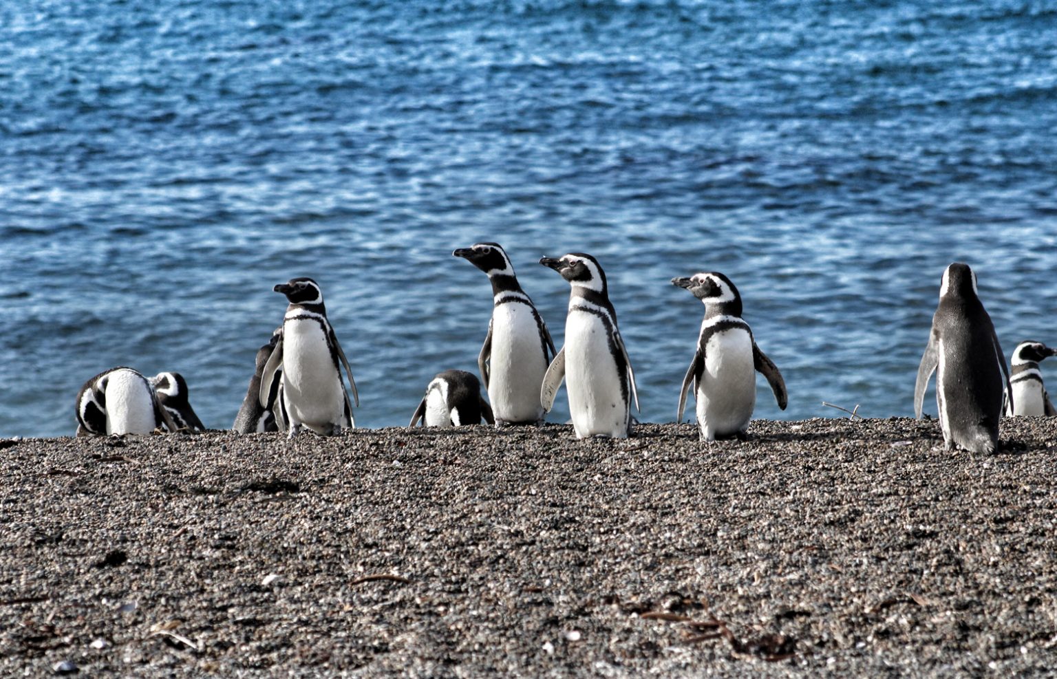 Patagonia Coast Experience - Designer Trips Argentina DMC